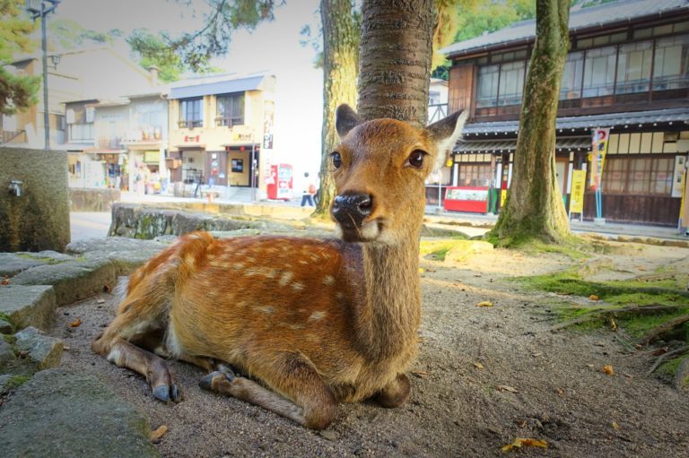 The Magic of Japan's Miyajima (Deer) Island - TravelledMatt